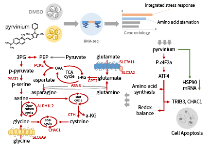 PYRVINIUM PAMOATE PROMOTES CELL DEATH ASSOCIATED WITH INTEGRATED ...