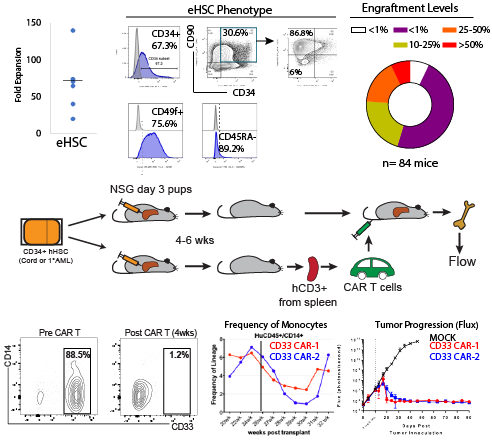 A FLEXIBLE ISOGENEIC HUMANIZED MOUSE MODEL TO ASSESS CAR T CELL.... EHA ...